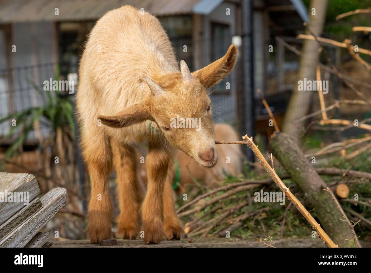 Issaquah, Washington, USA. Three week old male Guernsey Goat chewing on ...