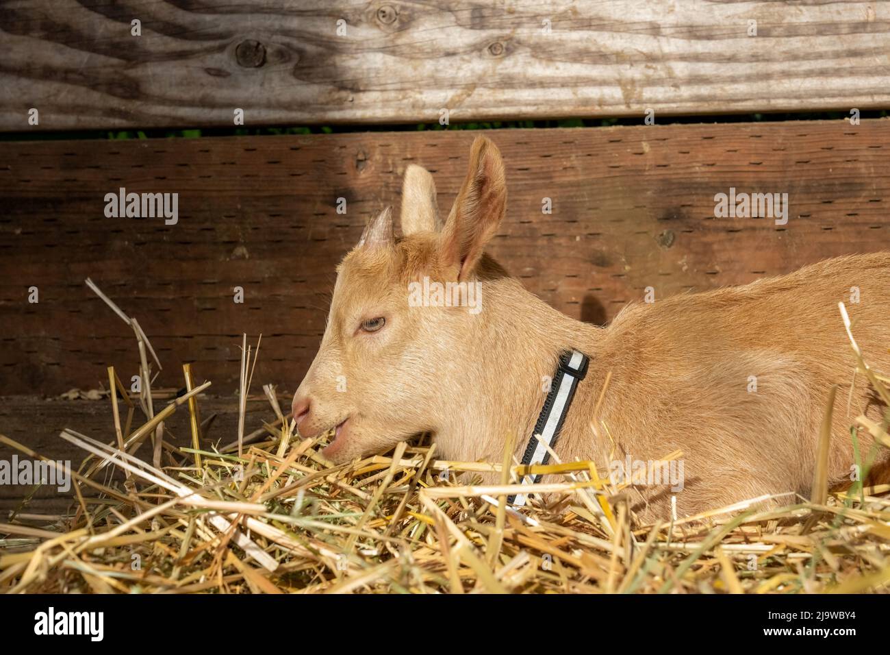 Issaquah, Washington, USA. Three week old male Guernsey Goat kid ...