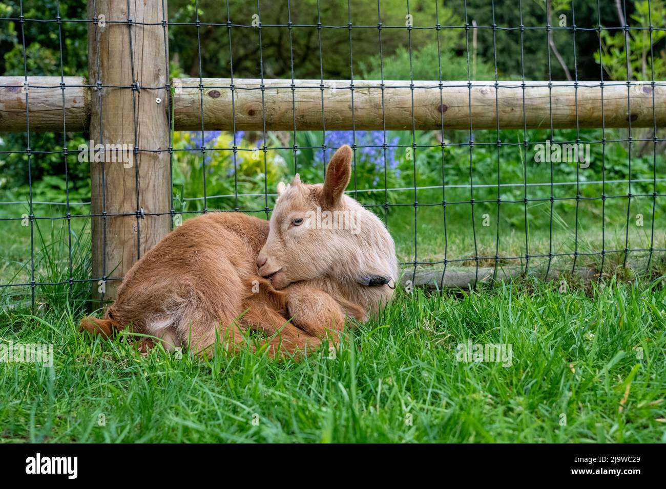 Issaquah, Washington, USA. Three week old Guernsey Goat kid resting in ...
