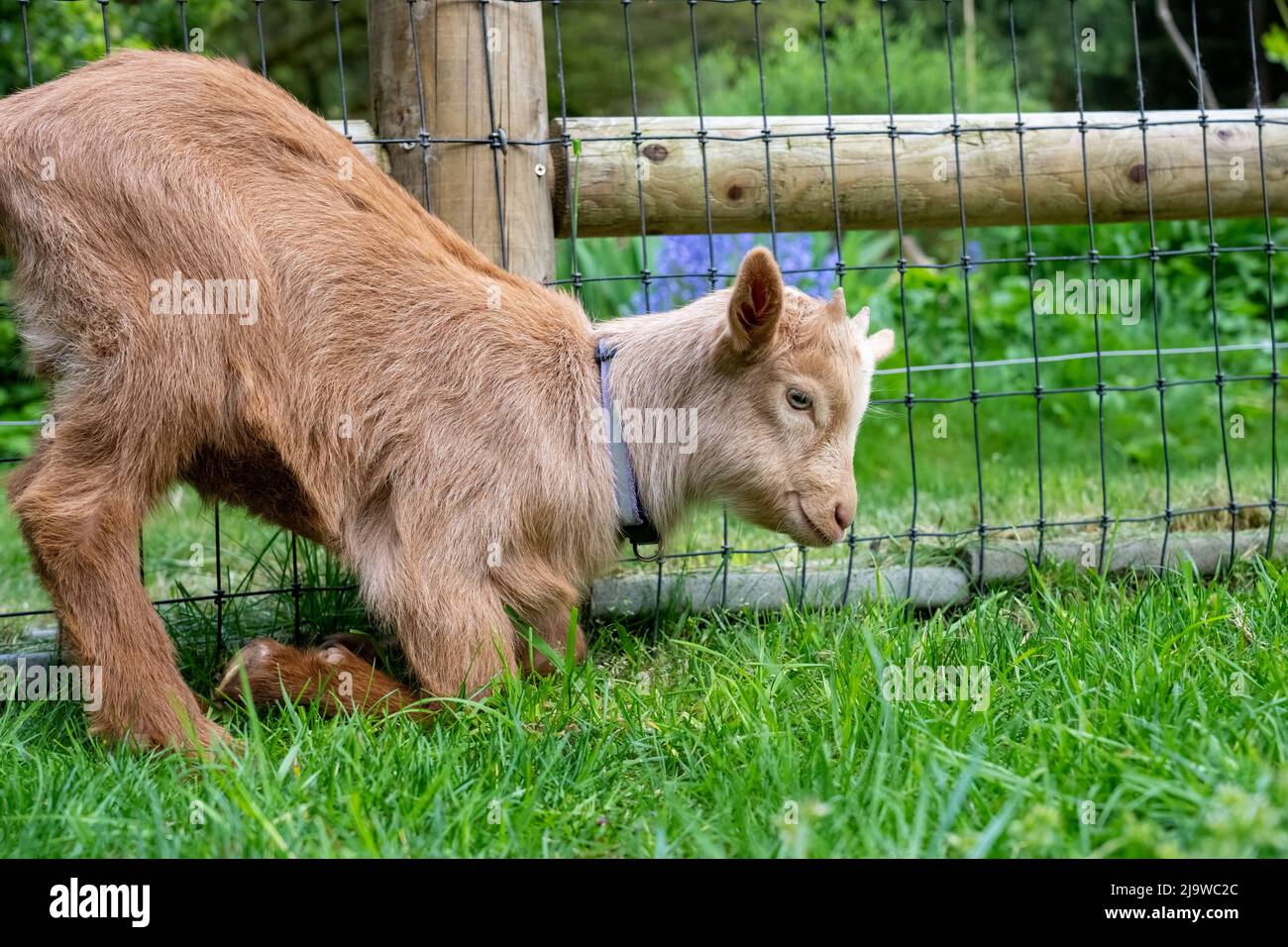 Issaquah, Washington, USA. Three week old Guernsey Goat kid kneeling as ...