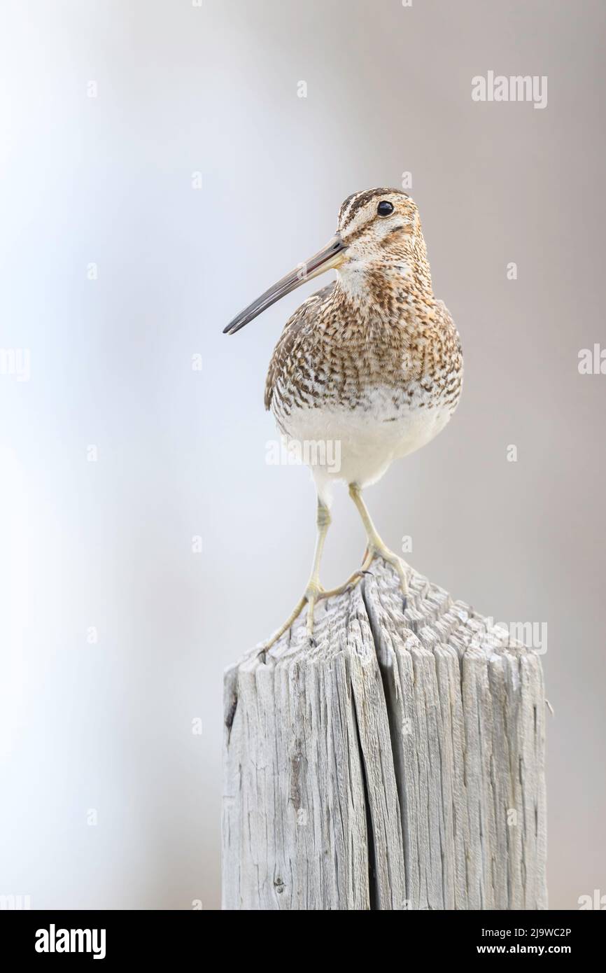 Wilson's snipe oregon hi-res stock photography and images - Alamy