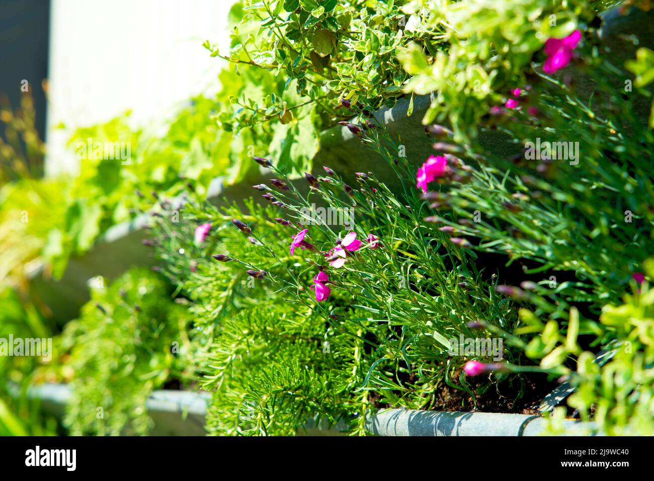 Vertical green facade garden. Living wall for urban greening ...