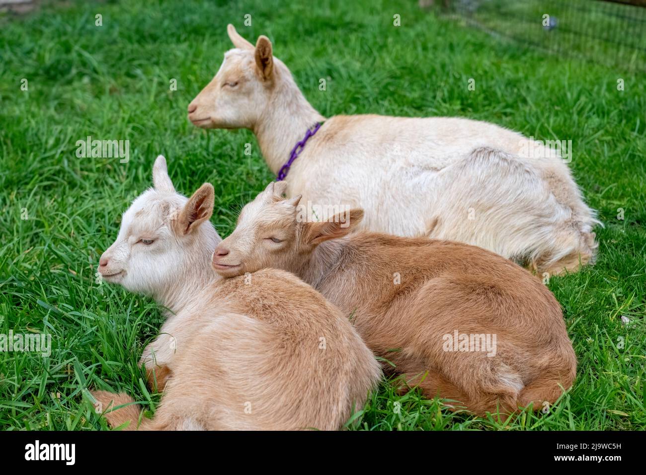 Male goat and female goat barnyard hi-res stock photography and images ...