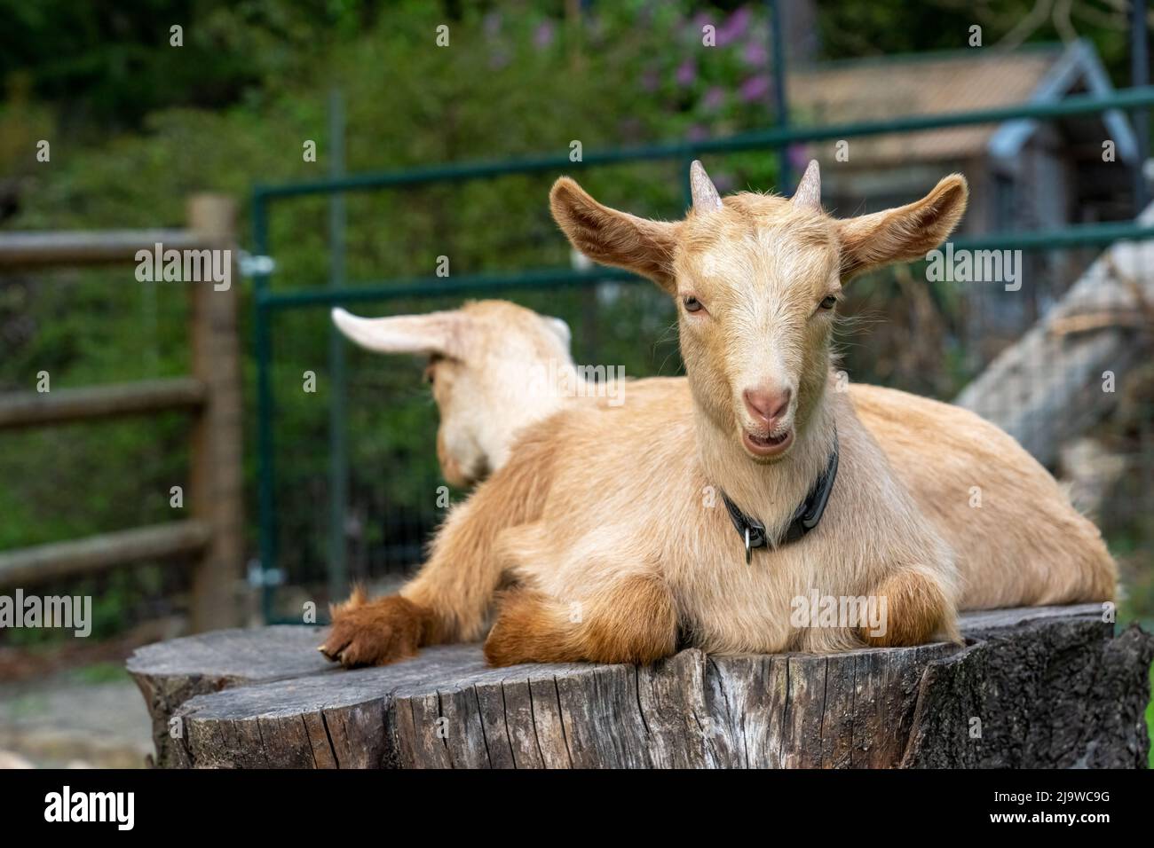 Issaquah, Washington, USA. Three week old Guernsey Goat kid resting on ...