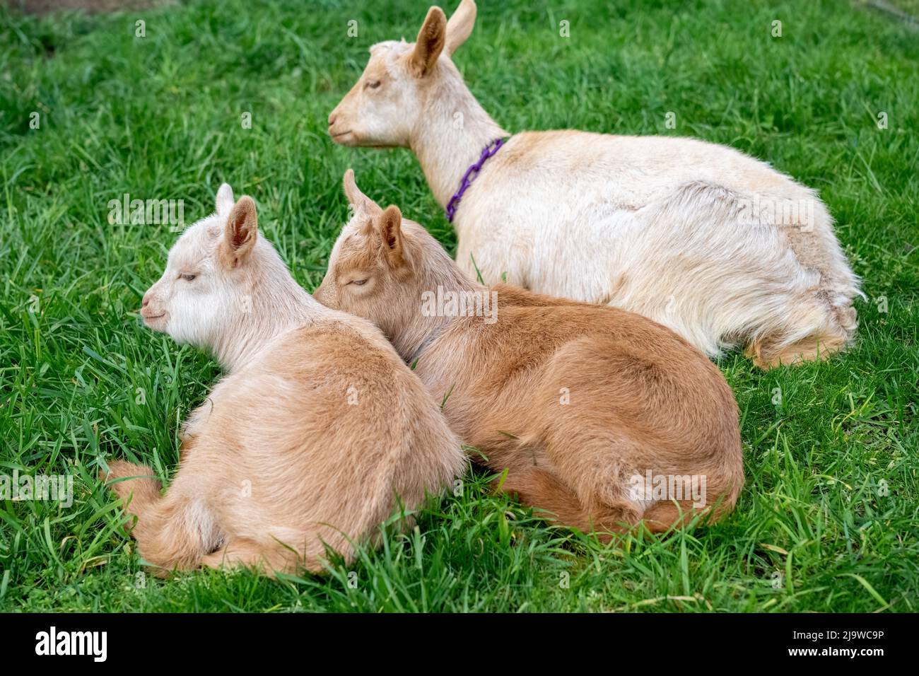 Baby resting hi-res stock photography and images - Alamy