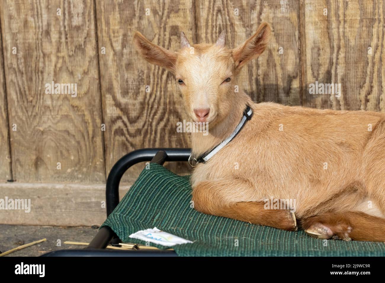 Juvenile dairy goat hi-res stock photography and images - Alamy