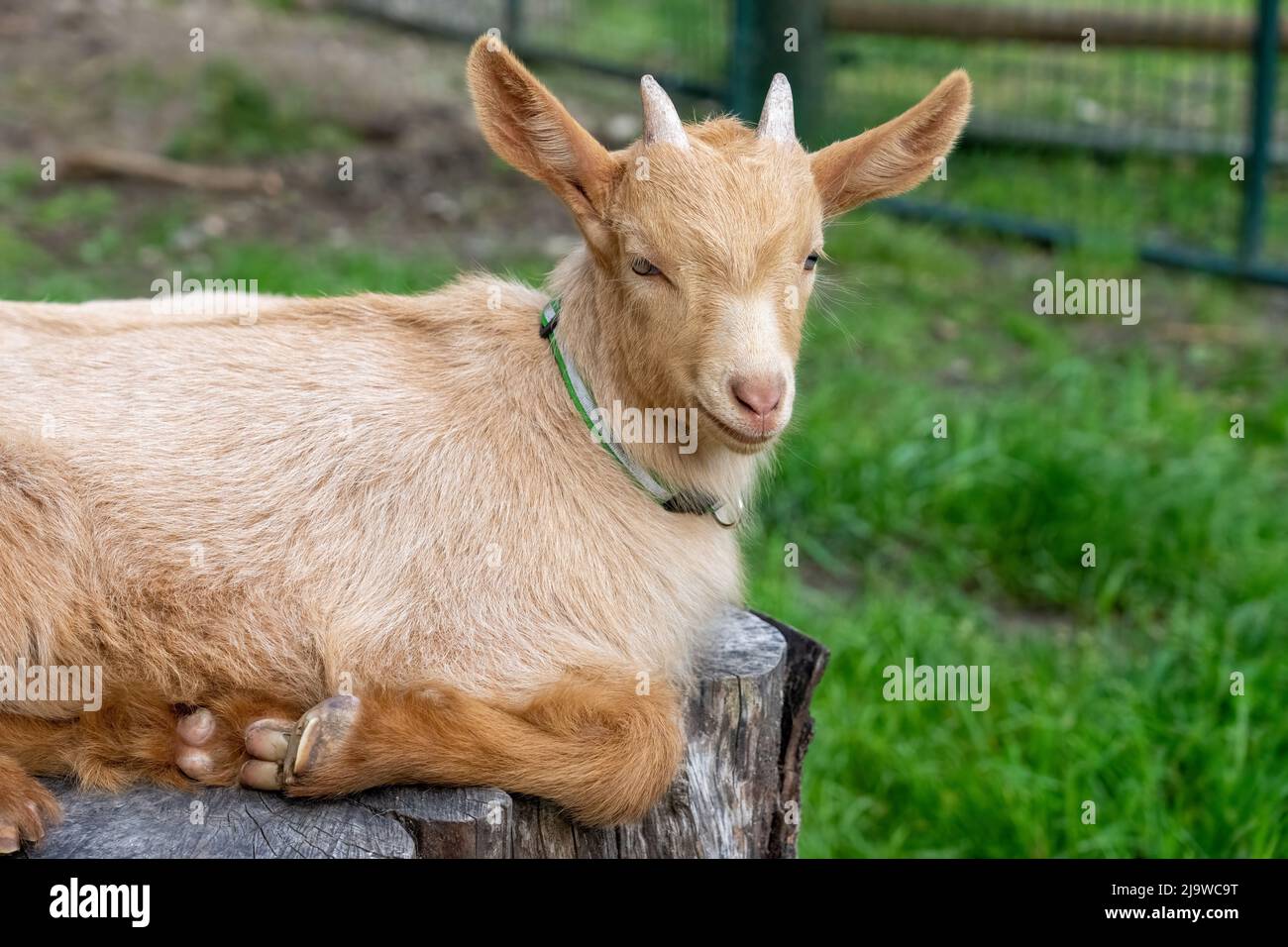 Issaquah, Washington, USA. Three week old Guernsey Goat kid resting on ...