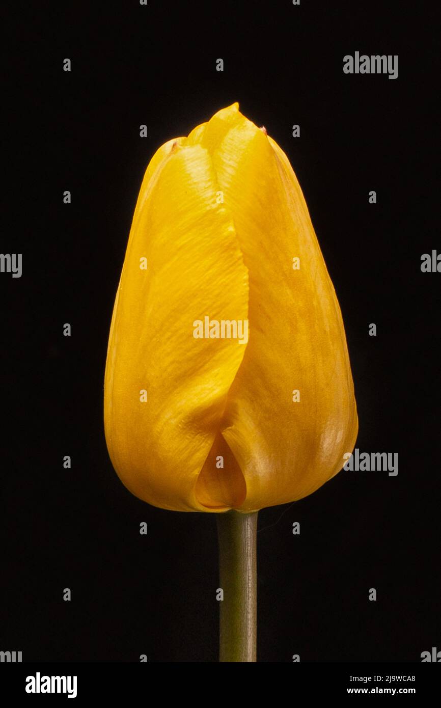 Separation petal yellow hi-res stock photography and images - Alamy