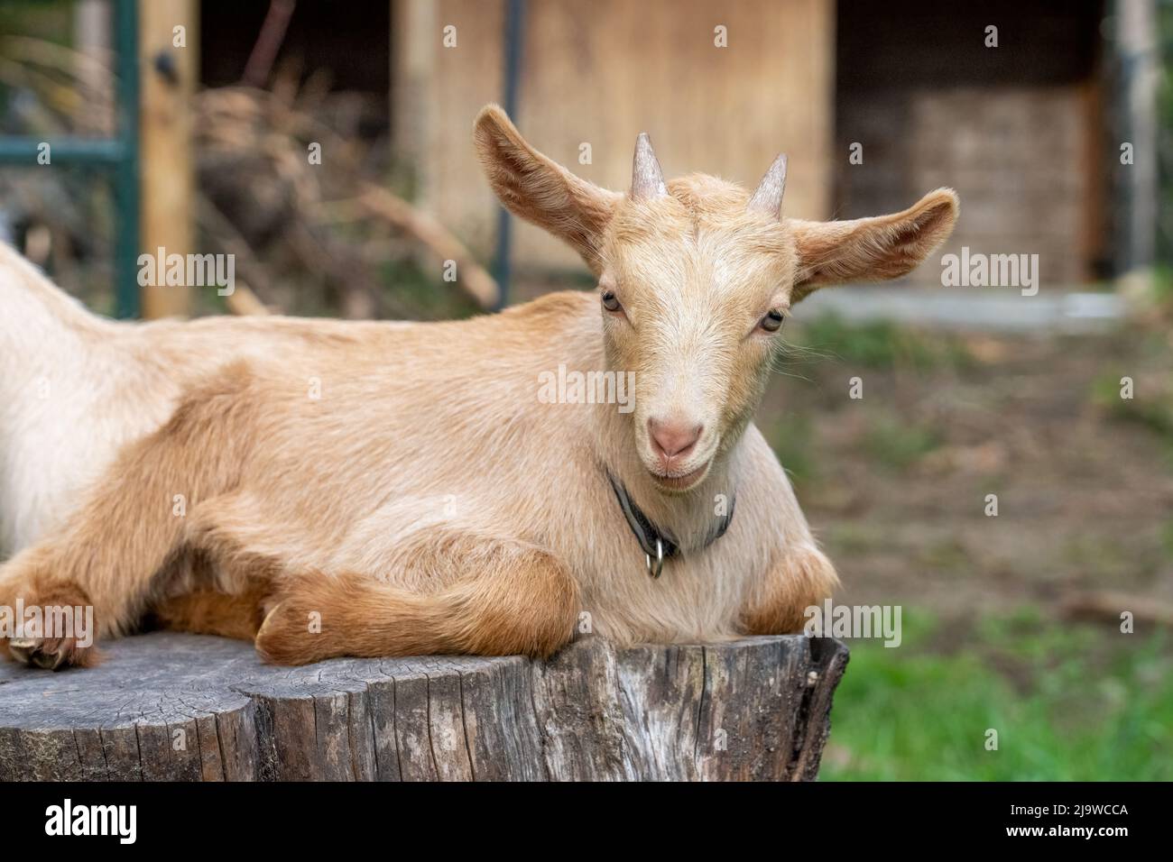 Issaquah, Washington, USA. Three week old Guernsey Goat kid resting on ...