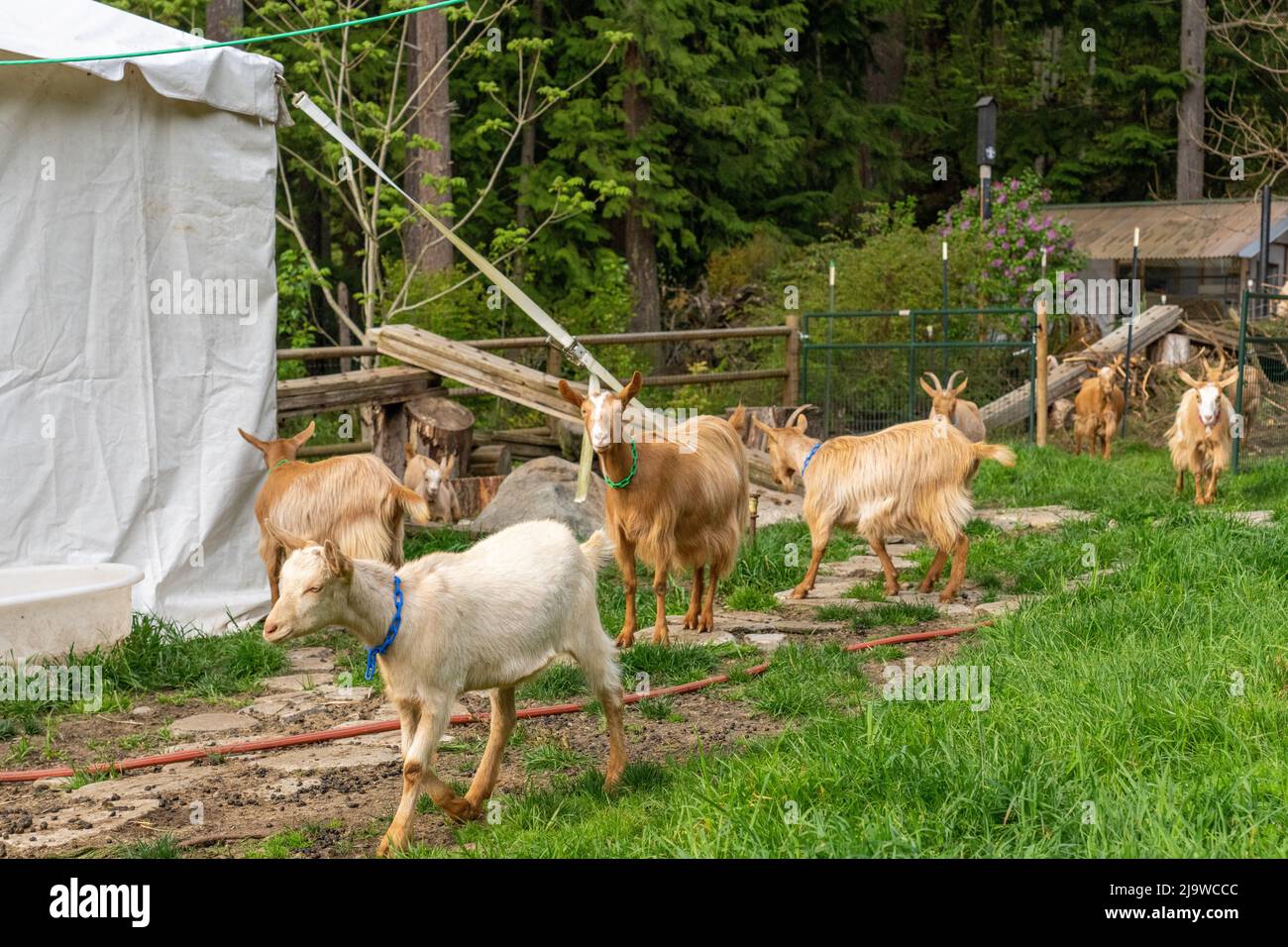 Issaquah, Washington, USA. Paddock of Golden Guernsey goats, including ...