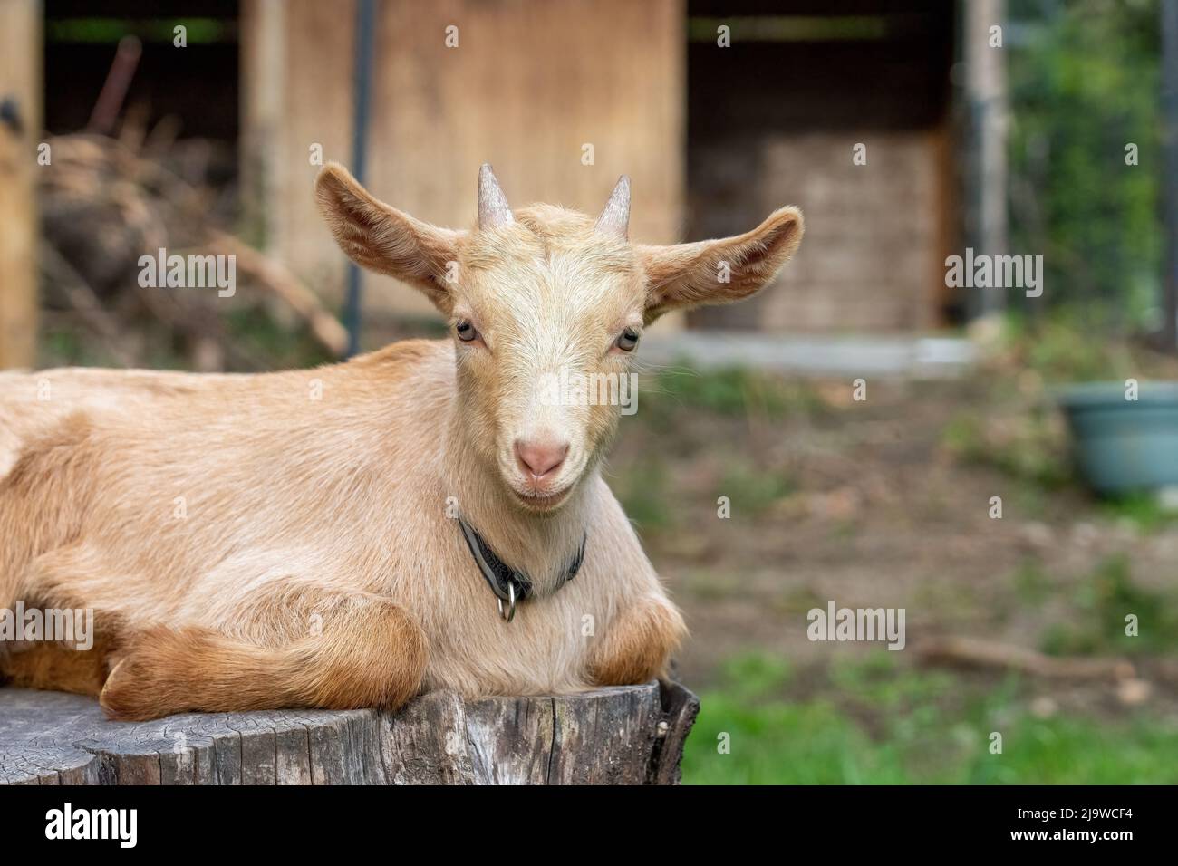 Enclosure season lying hi-res stock photography and images - Alamy
