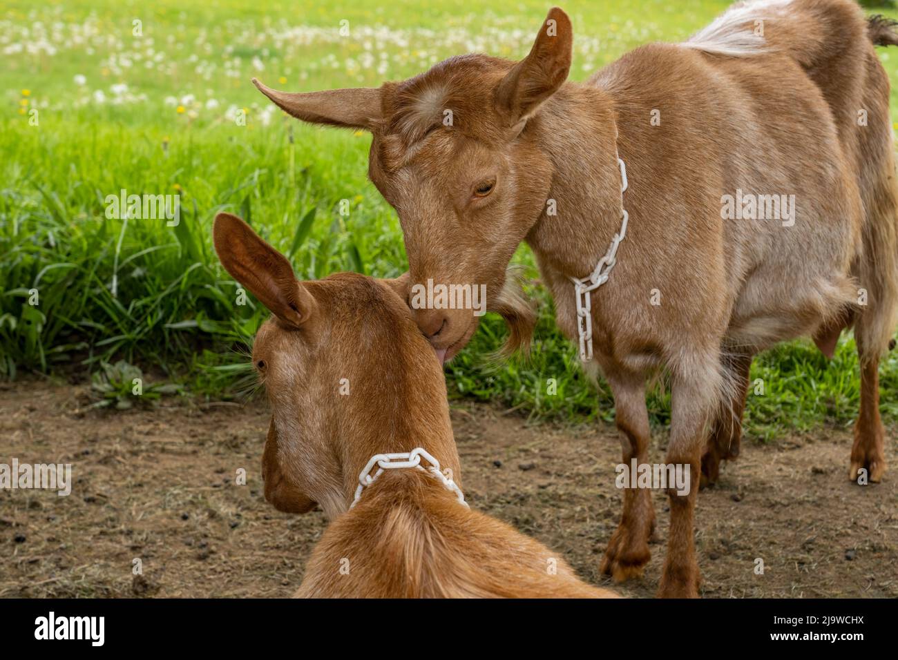 Goat licking hi-res stock photography and images - Alamy
