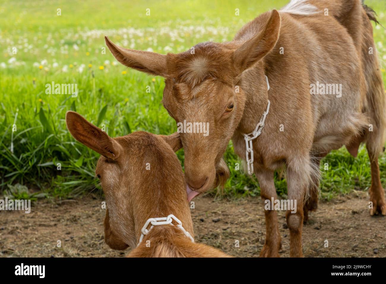 Issaquah, Washington, USA. A female Guernsey Goat licking and showing ...
