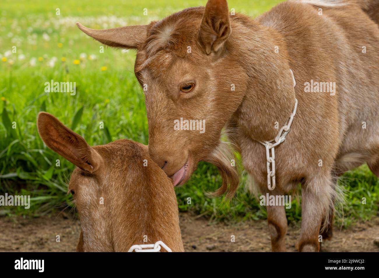 Issaquah, Washington, USA. A female Guernsey Goat licking and showing ...