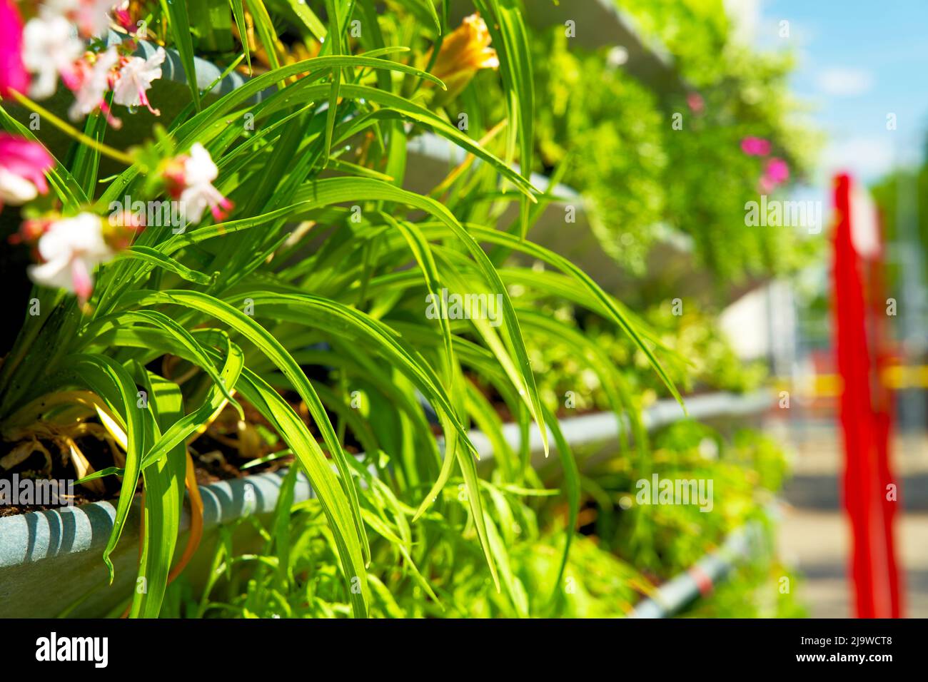 Vertical green facade garden. Living wall for urban greening ...