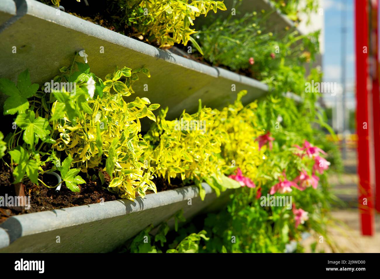 Vertical green facade garden. Living wall for urban greening ...