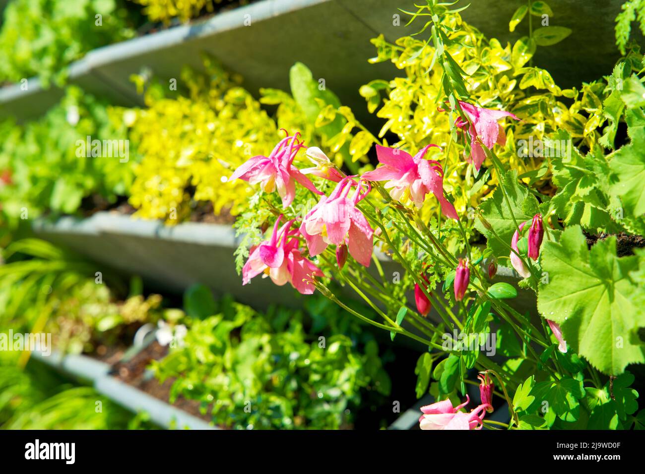 Vertical green facade garden. Living wall for urban greening ...