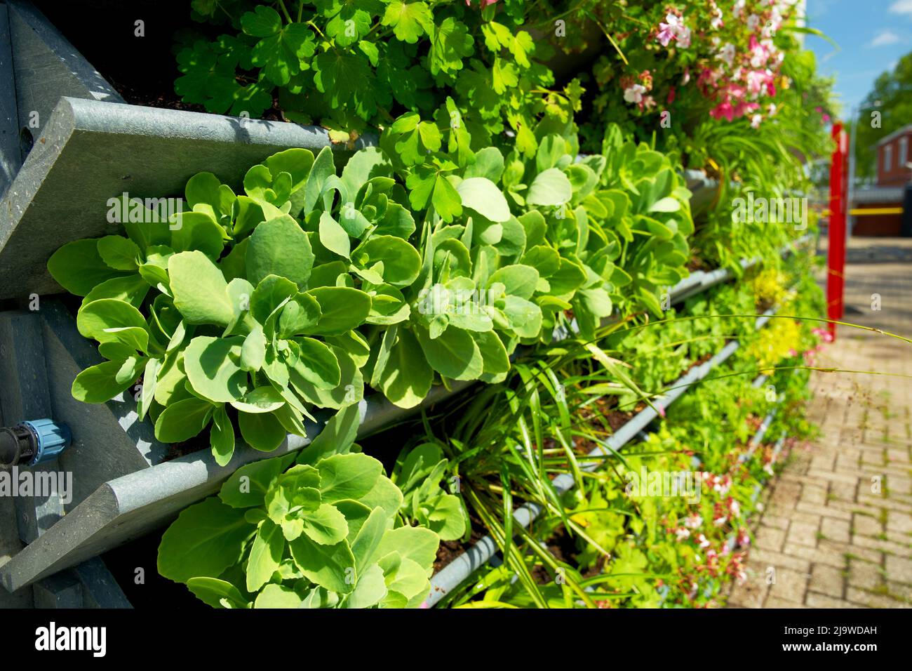 Vertical green facade garden. Living wall for urban greening ...