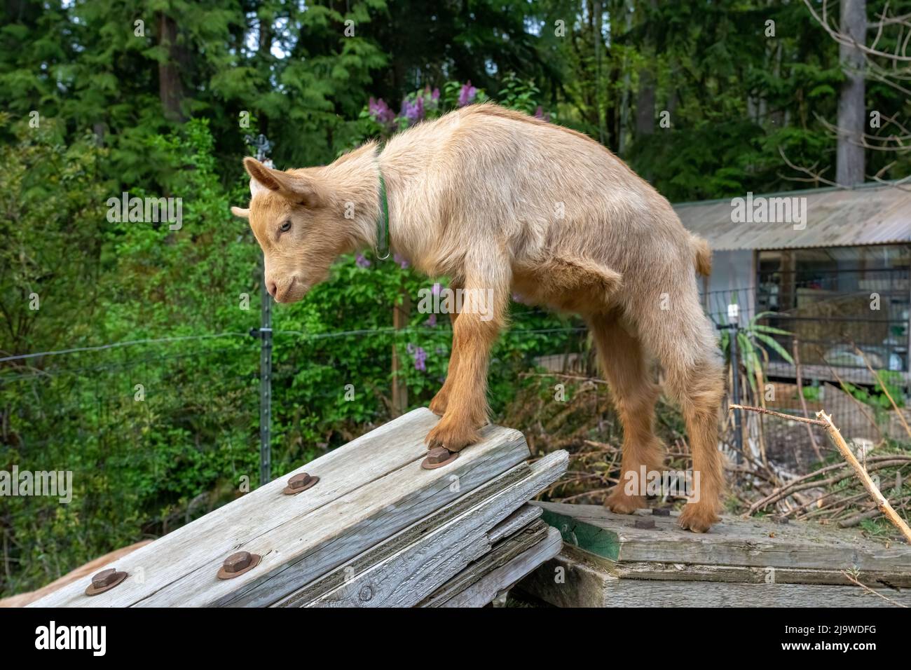 Issaquah, Washington, USA. Three week old Guernsey Goat kid with arched ...