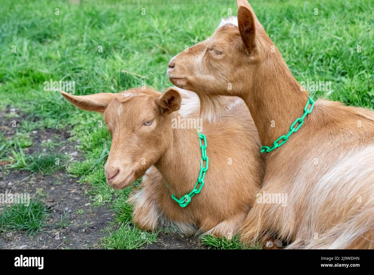 Two lying goats hi-res stock photography and images - Alamy