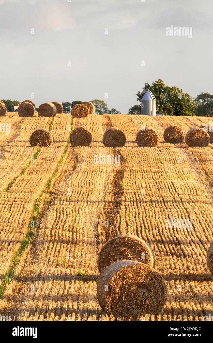 Rows of hay bales on sloping field in warm evening sunshine following ...