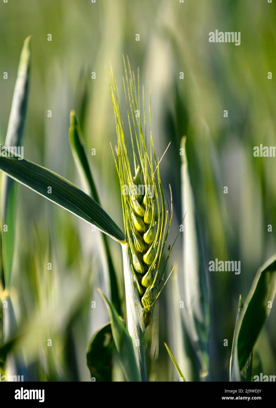 Spring seed seeds spike hi-res stock photography and images - Alamy