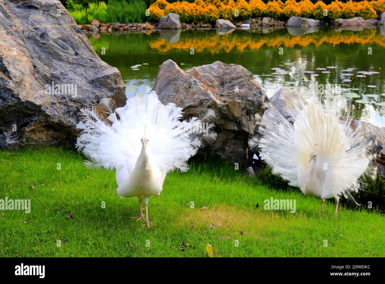2 Gorgeous Young Peacock Spread Its Tail On Grass White Peacock Dance