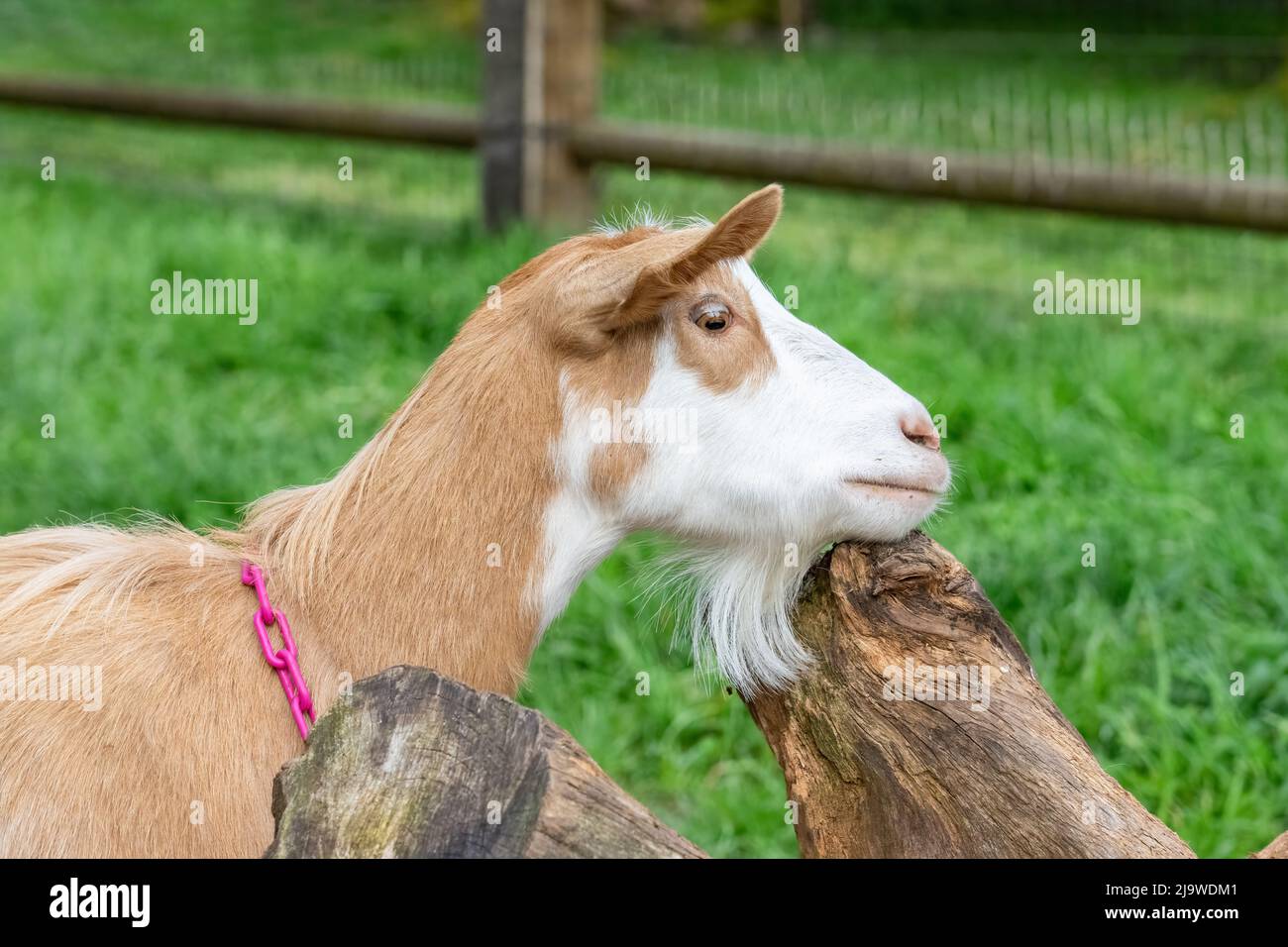 Issaquah, Washington, USA. Adult female Guernsey Goat scratching its ...