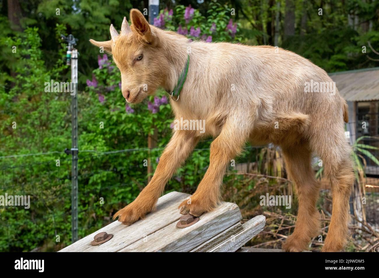 Issaquah, Washington, USA. Three week old Guernsey Goat kid about to ...