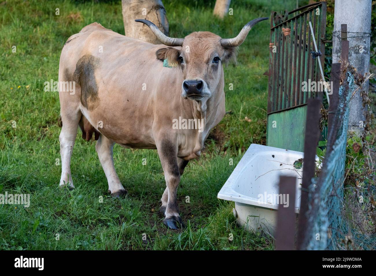Mesta de con hi-res stock photography and images - Alamy