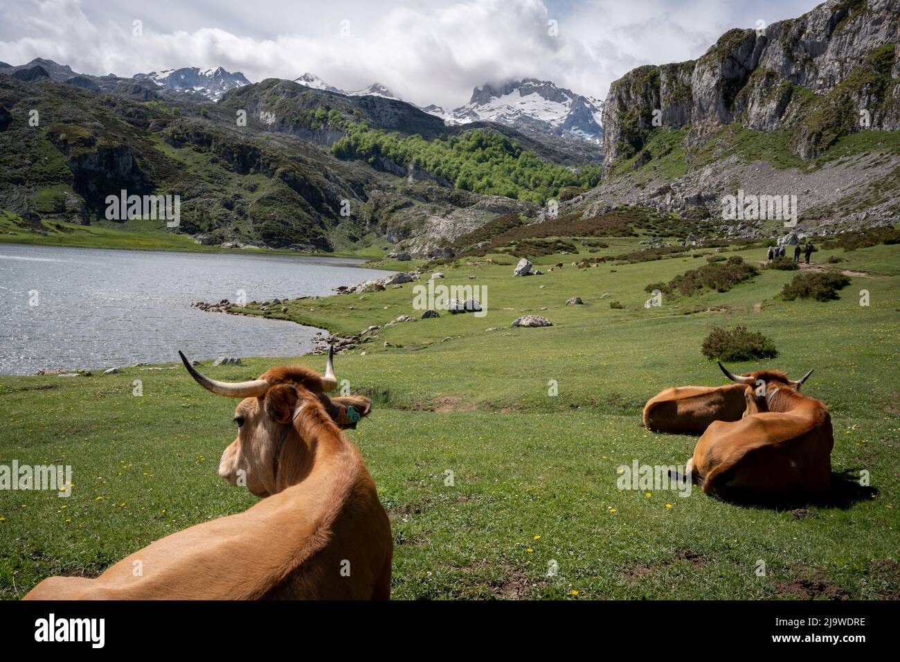 Dairy cows rest nect to the Spanish Lago (Lake) la Ecina in the Picos ...
