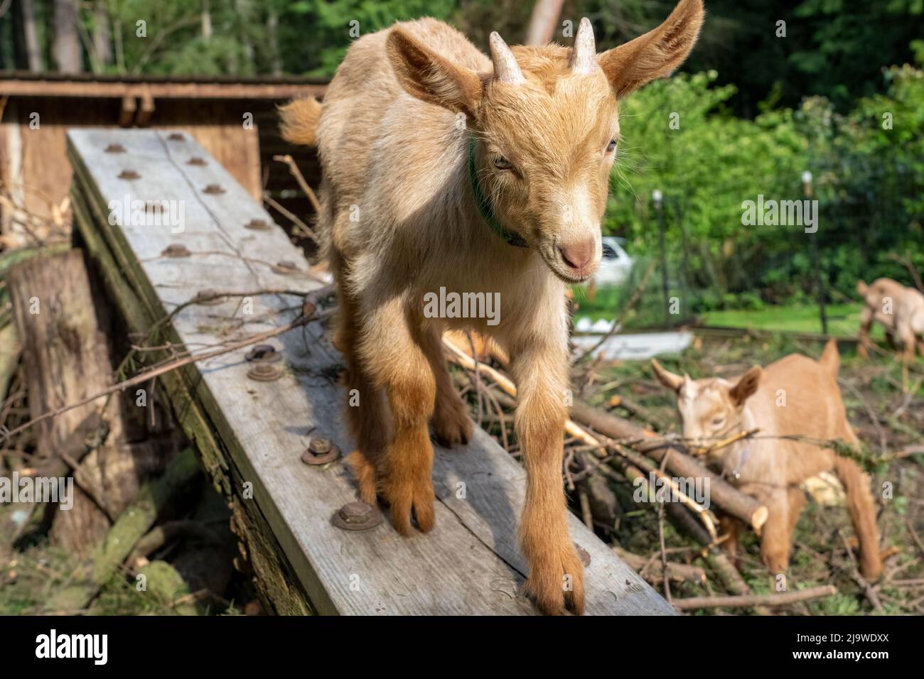 Issaquah, Washington, USA. Three week old male Guernsey Goat kid ...