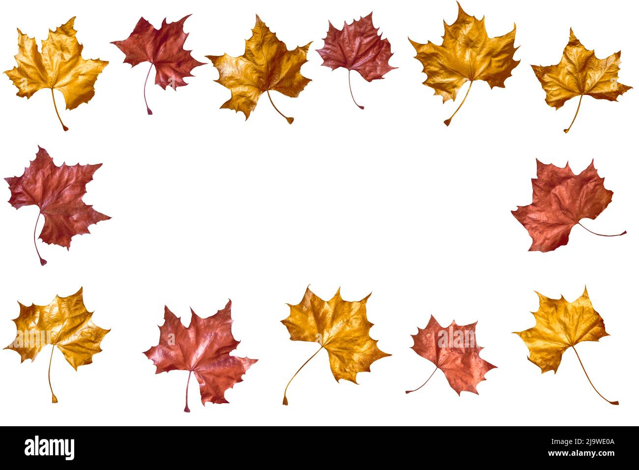 A fall border of red and gold autumn leaves. Isolated on white ...