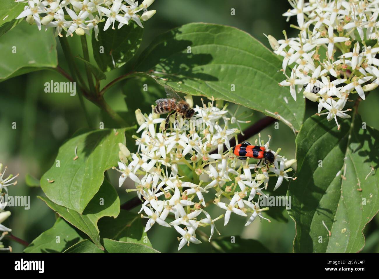 red Bee beetle with Bee on Dogwood Stock Photo - Alamy