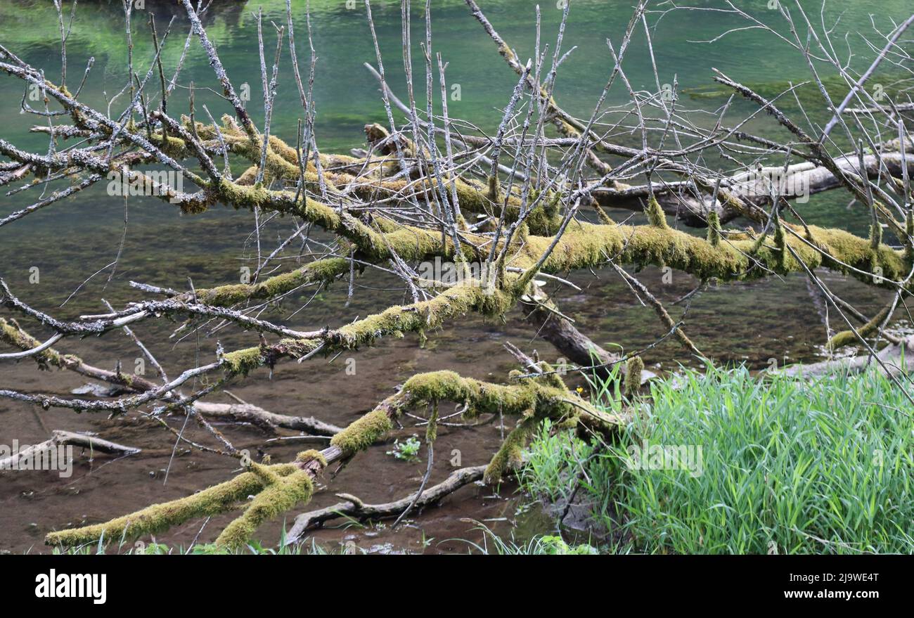 Tree over a stream hi-res stock photography and images - Alamy