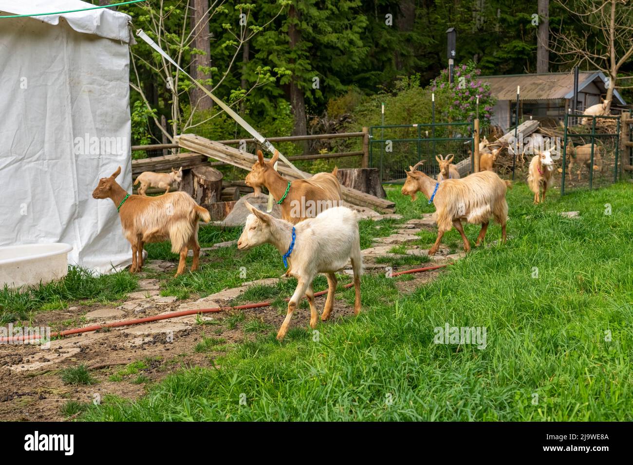 Issaquah, Washington, USA. Paddock of Golden Guernsey goats, including ...