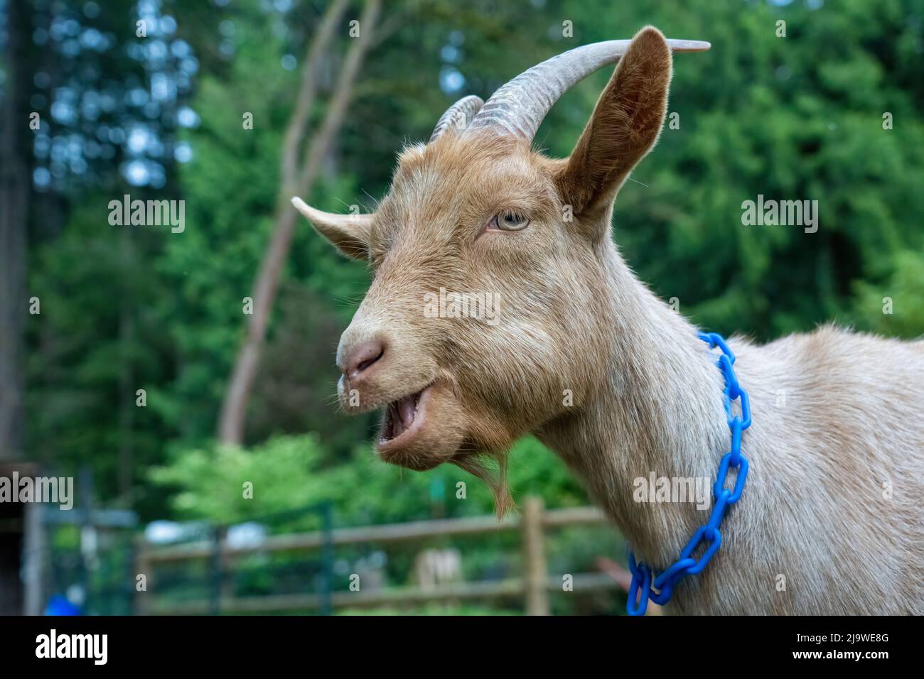 Domestic goat capra hircus male hi-res stock photography and images - Alamy