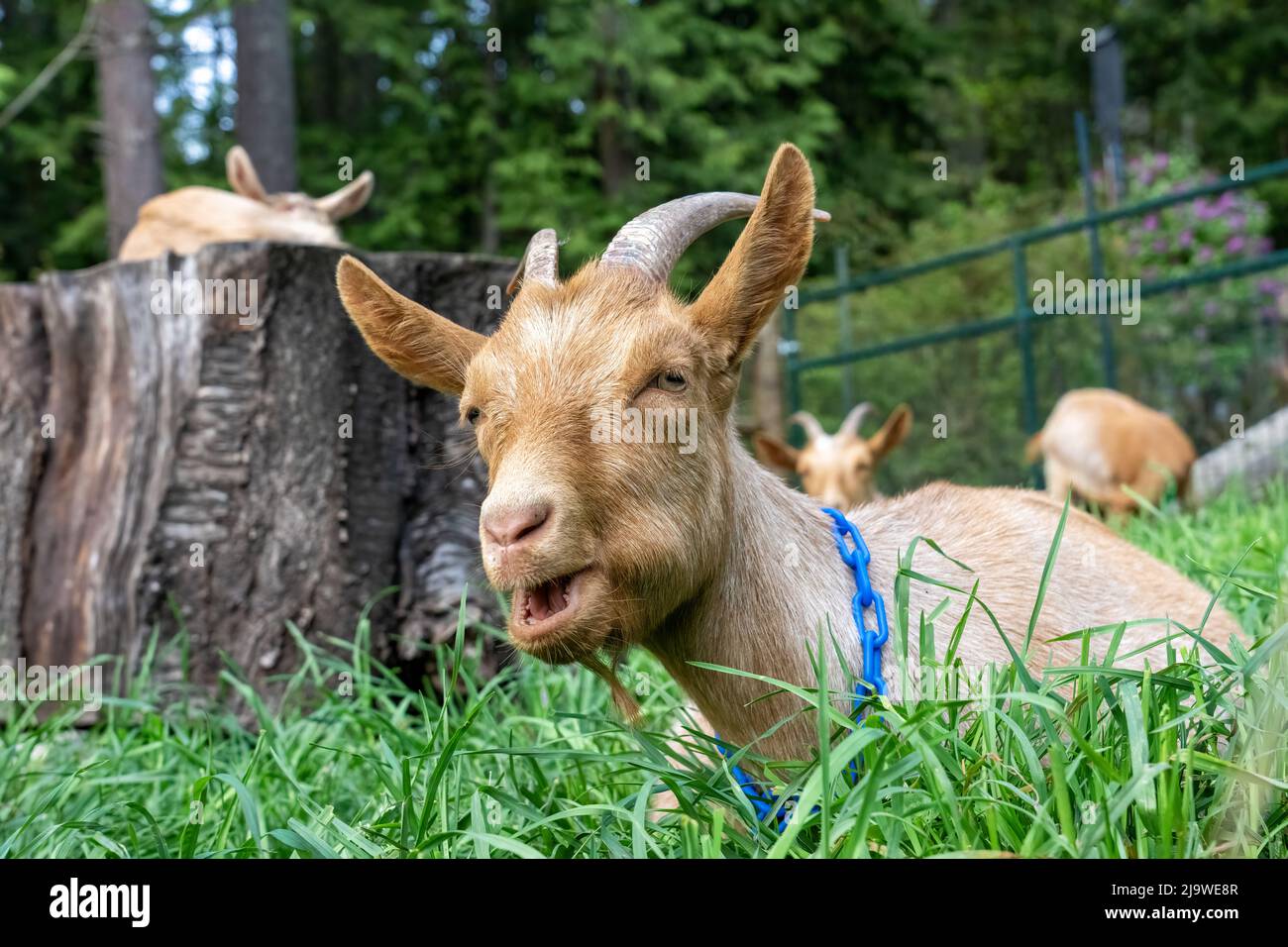 Domestic goat capra hircus male hi-res stock photography and images - Alamy