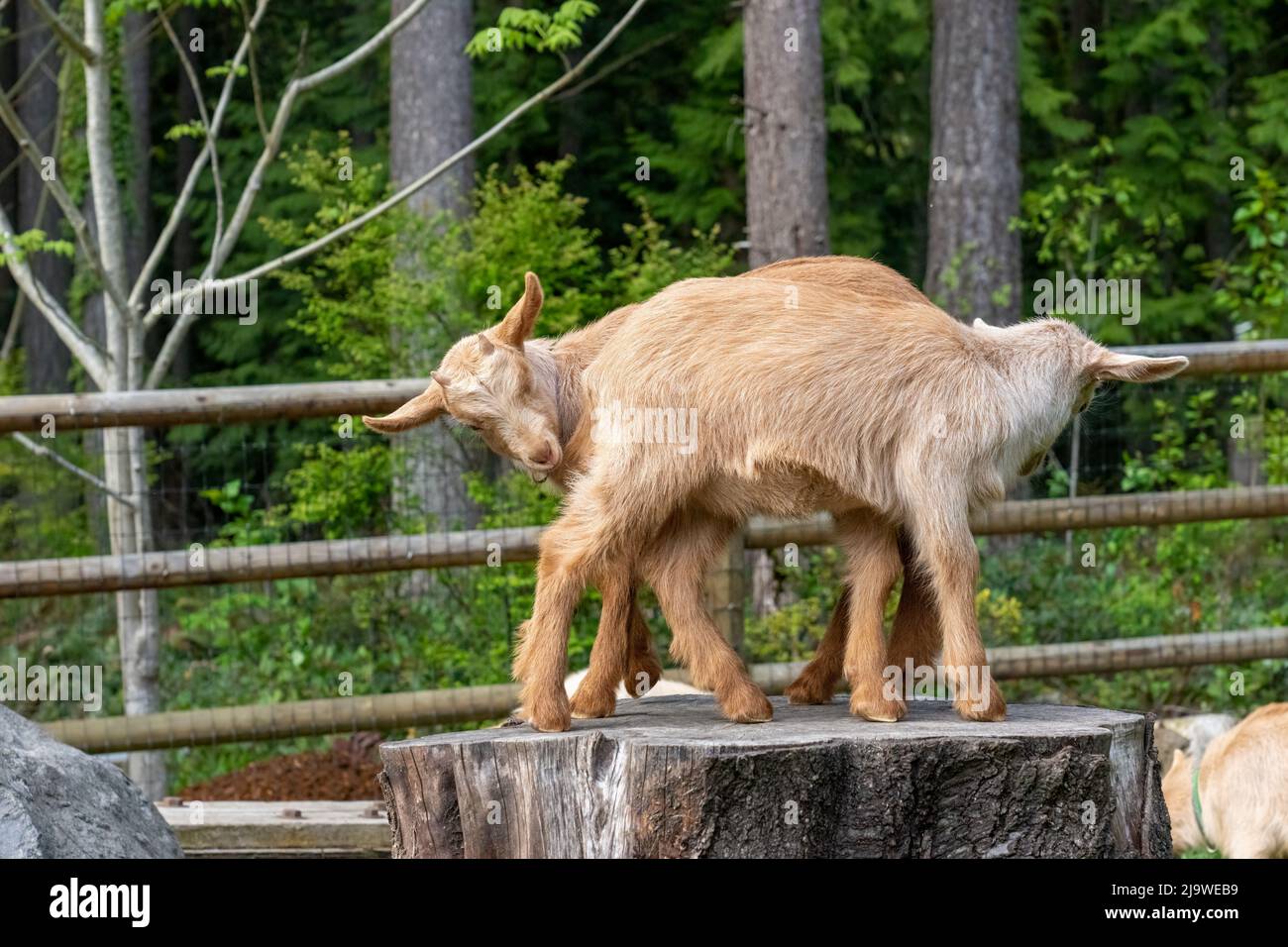 Pushy hi-res stock photography and images - Alamy