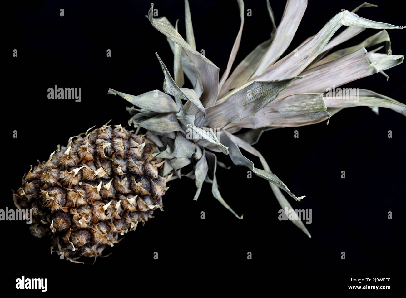 Old dry flabby pineapple on a black background Stock Photo - Alamy