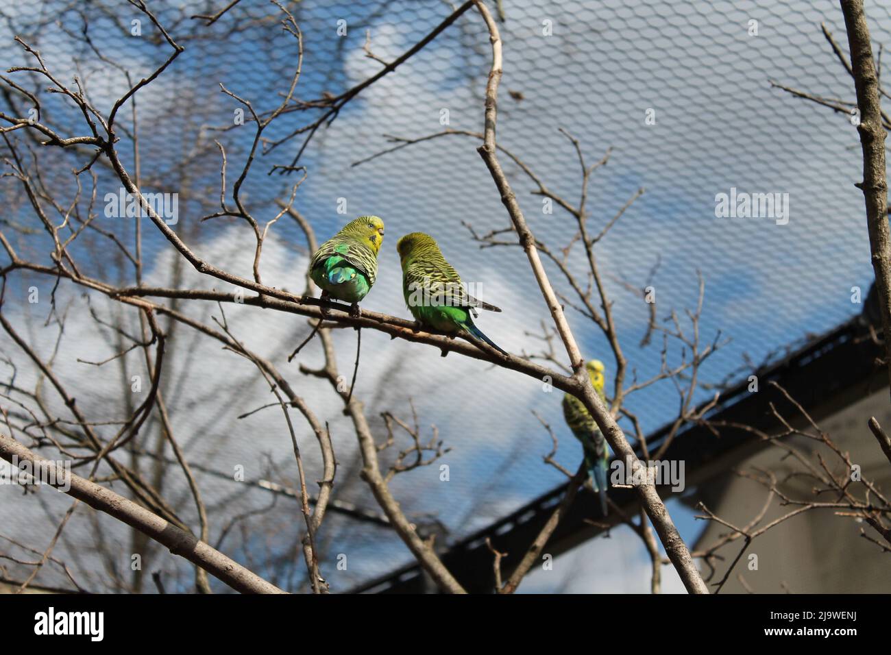 Affen deutschland hi-res stock photography and images - Alamy