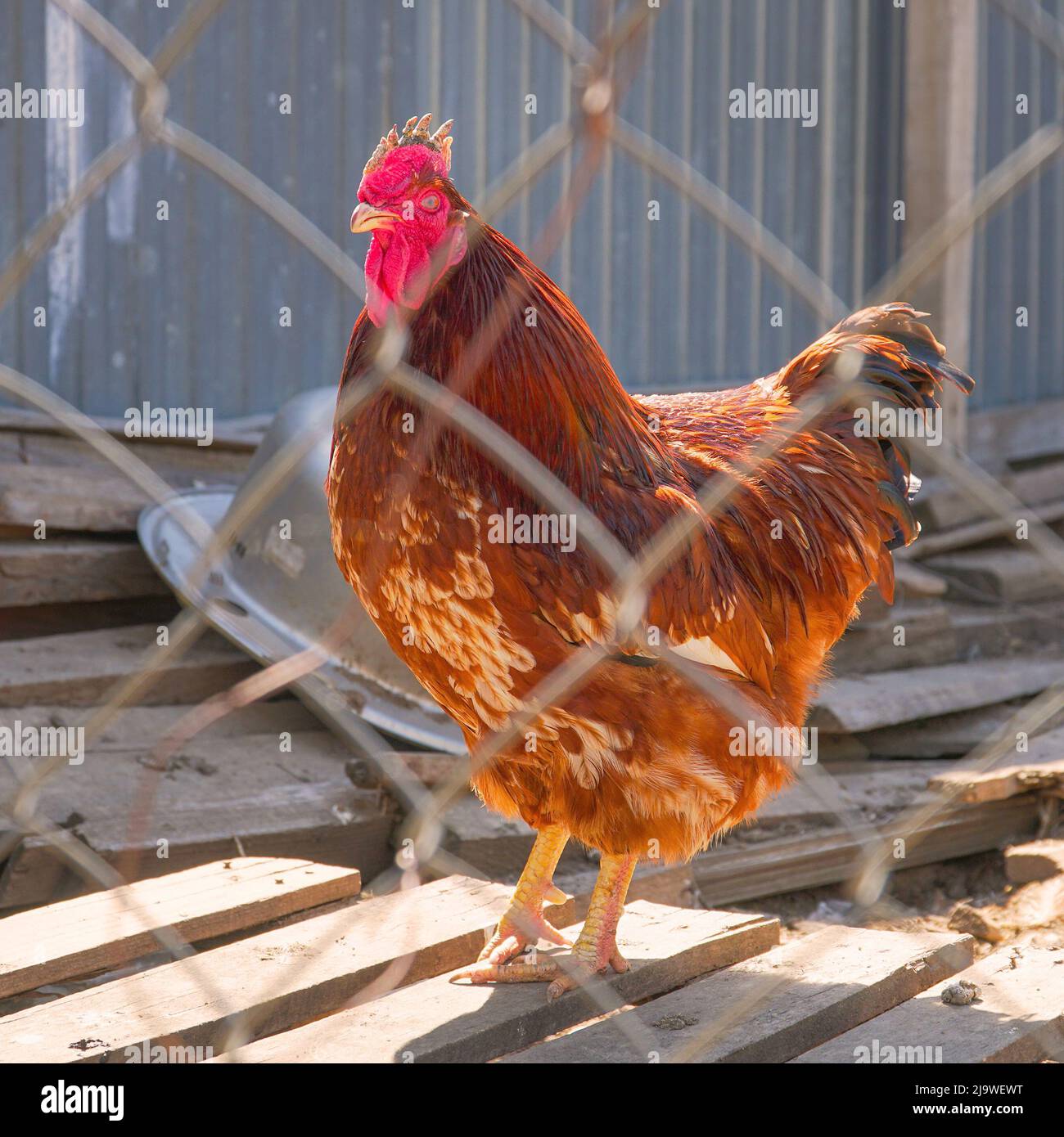 Portrait of a red rooster with a red scallop. Selective focus Stock ...