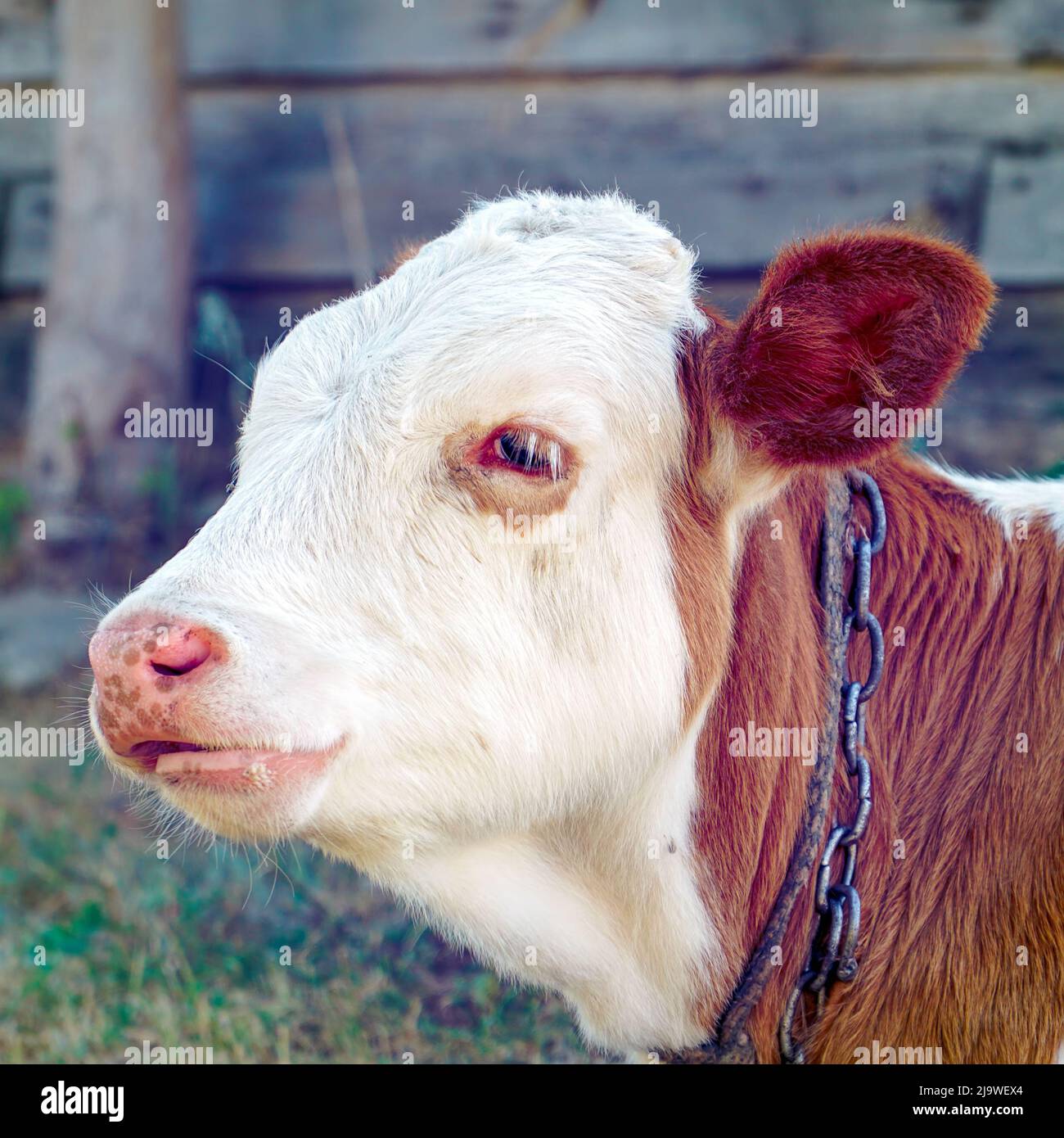 Red angus beef cattle portrait hi-res stock photography and images - Alamy