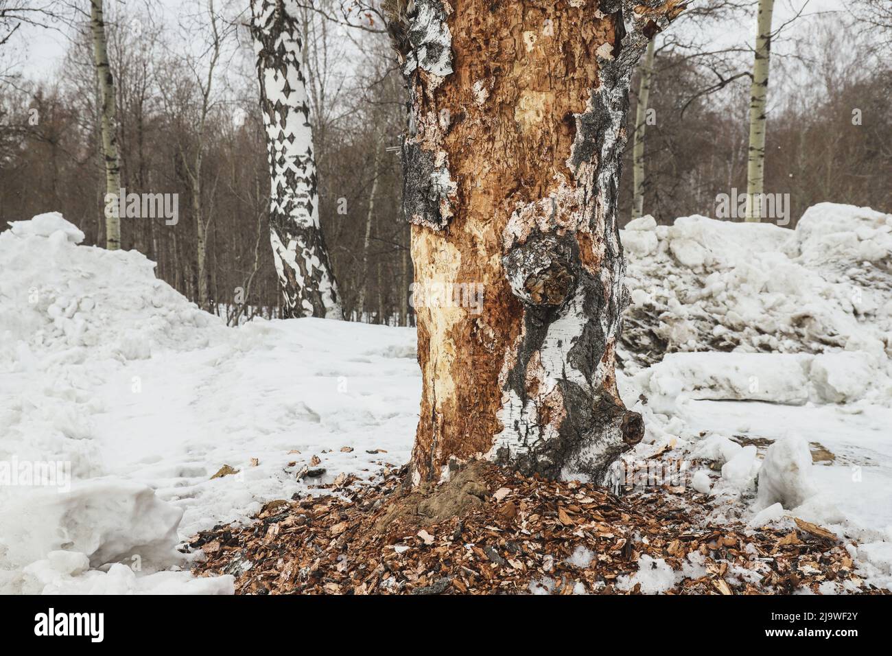 Damaged birch tree hi-res stock photography and images - Alamy