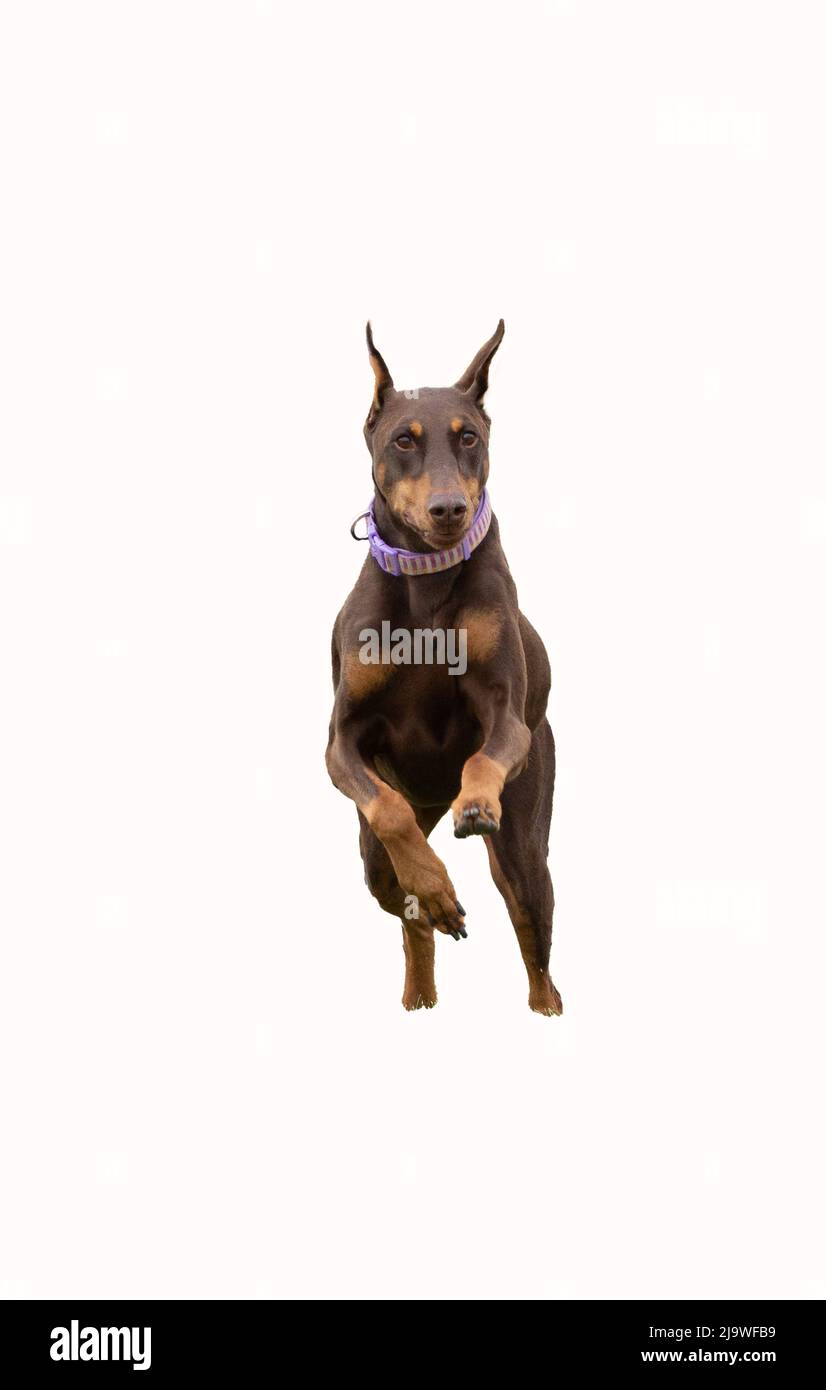 Doberman Running Silhouette