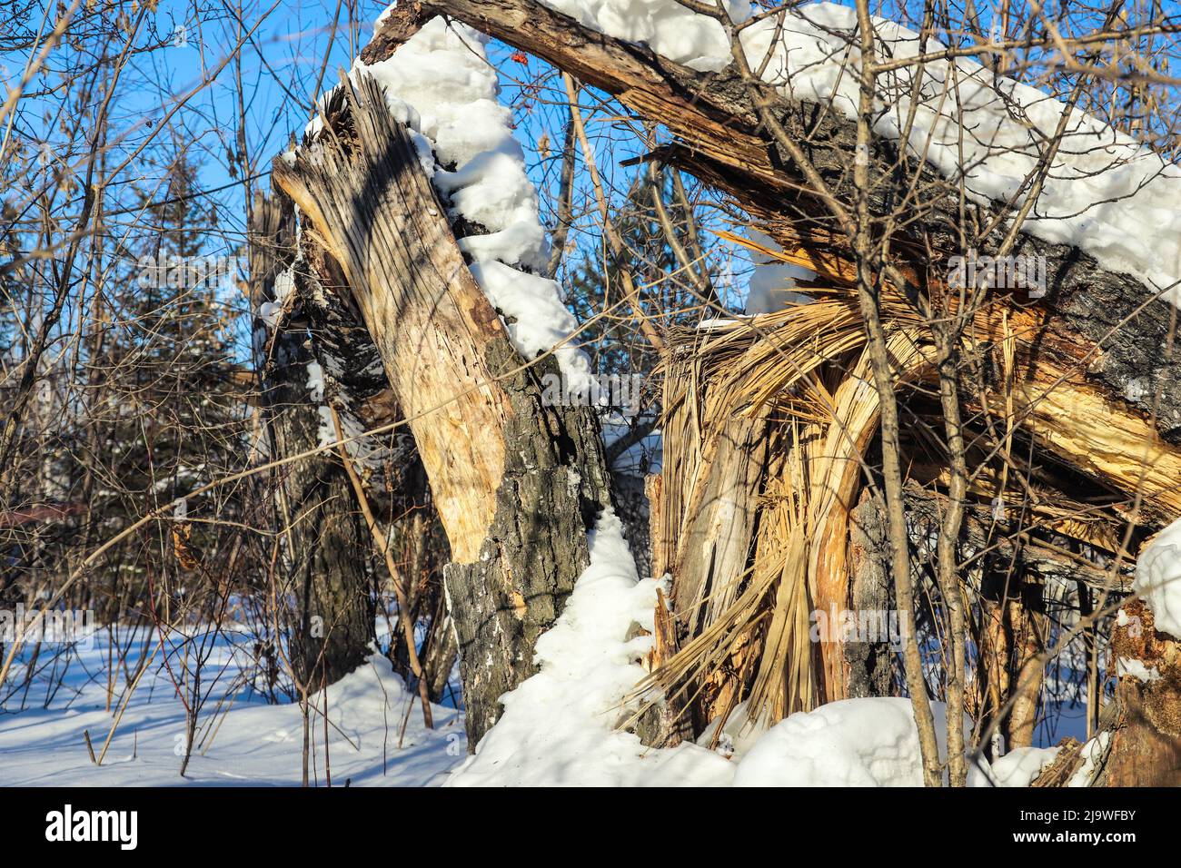 Damaged birch tree hi-res stock photography and images - Alamy