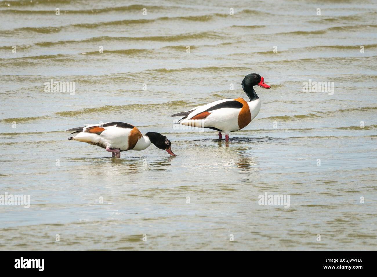 Two common shellducks standing in the undeep water near the shore of ...
