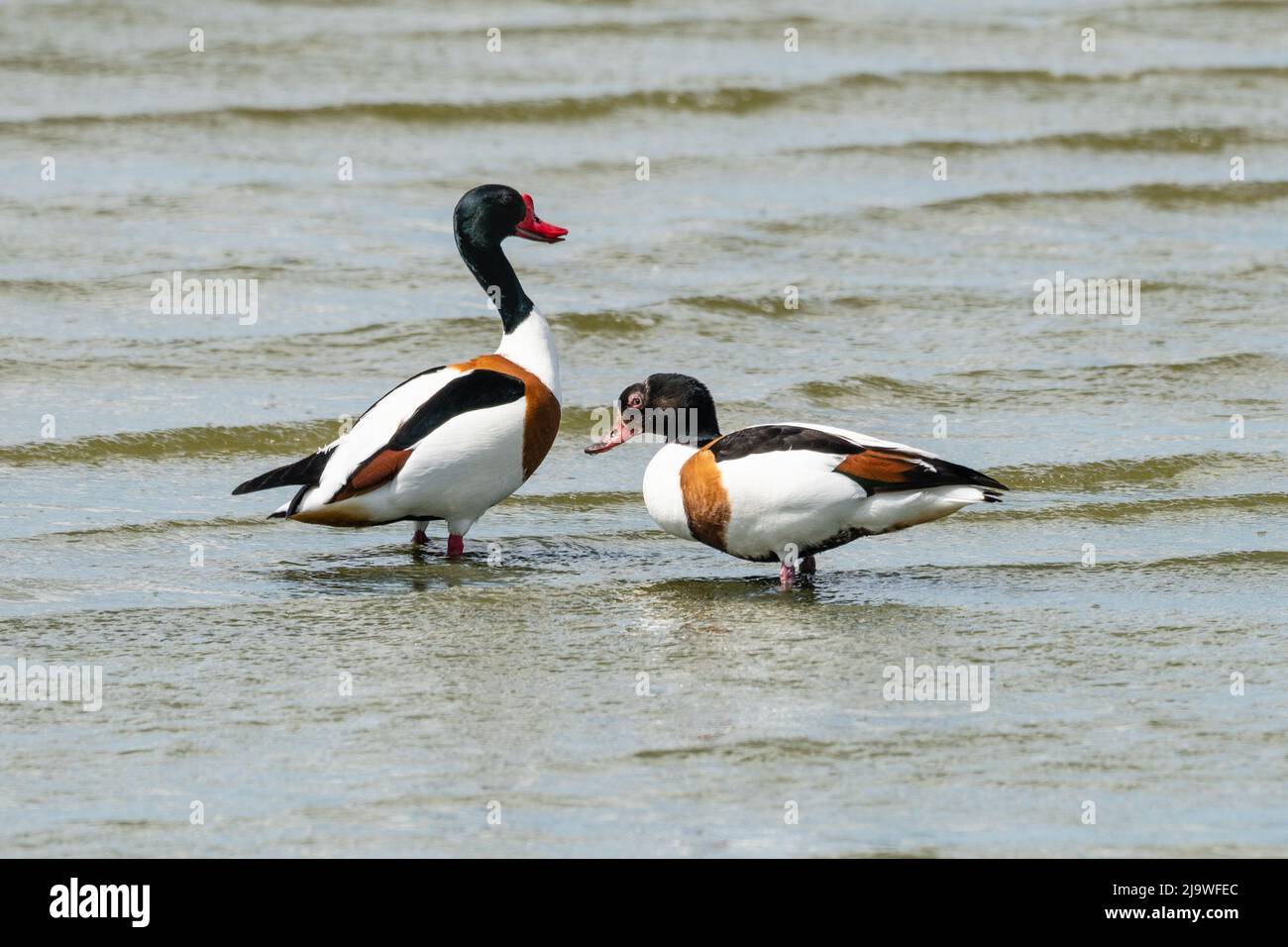 Two common shellducks standing in the undeep water near the shore of ...