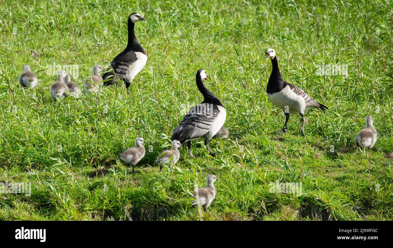 Three adult barnacle geese quarrel, surrounded by a whole group of ...