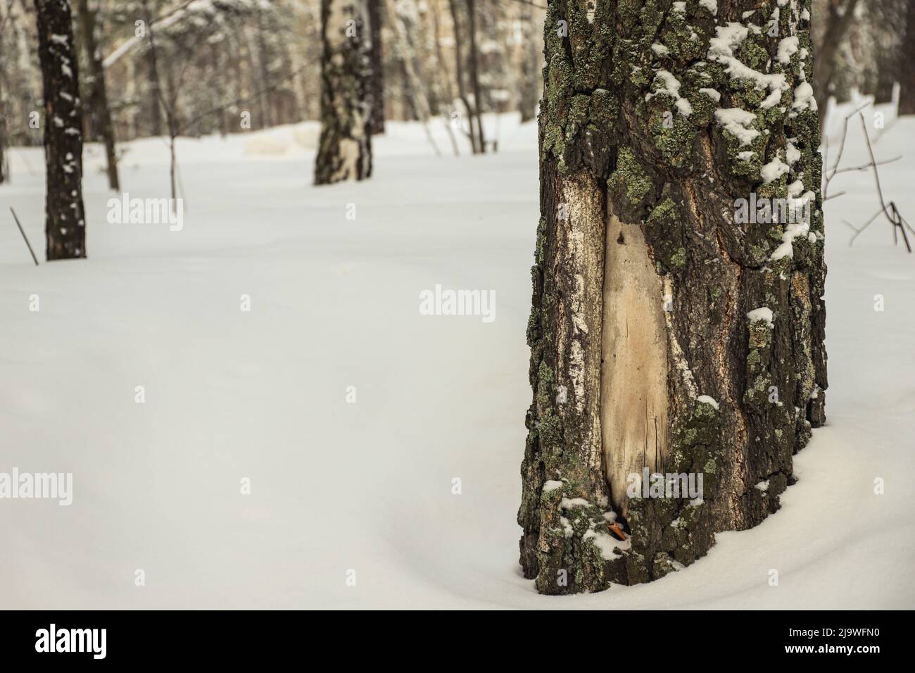 Damaged birch tree bark close-up. Snowy winter Stock Photo - Alamy